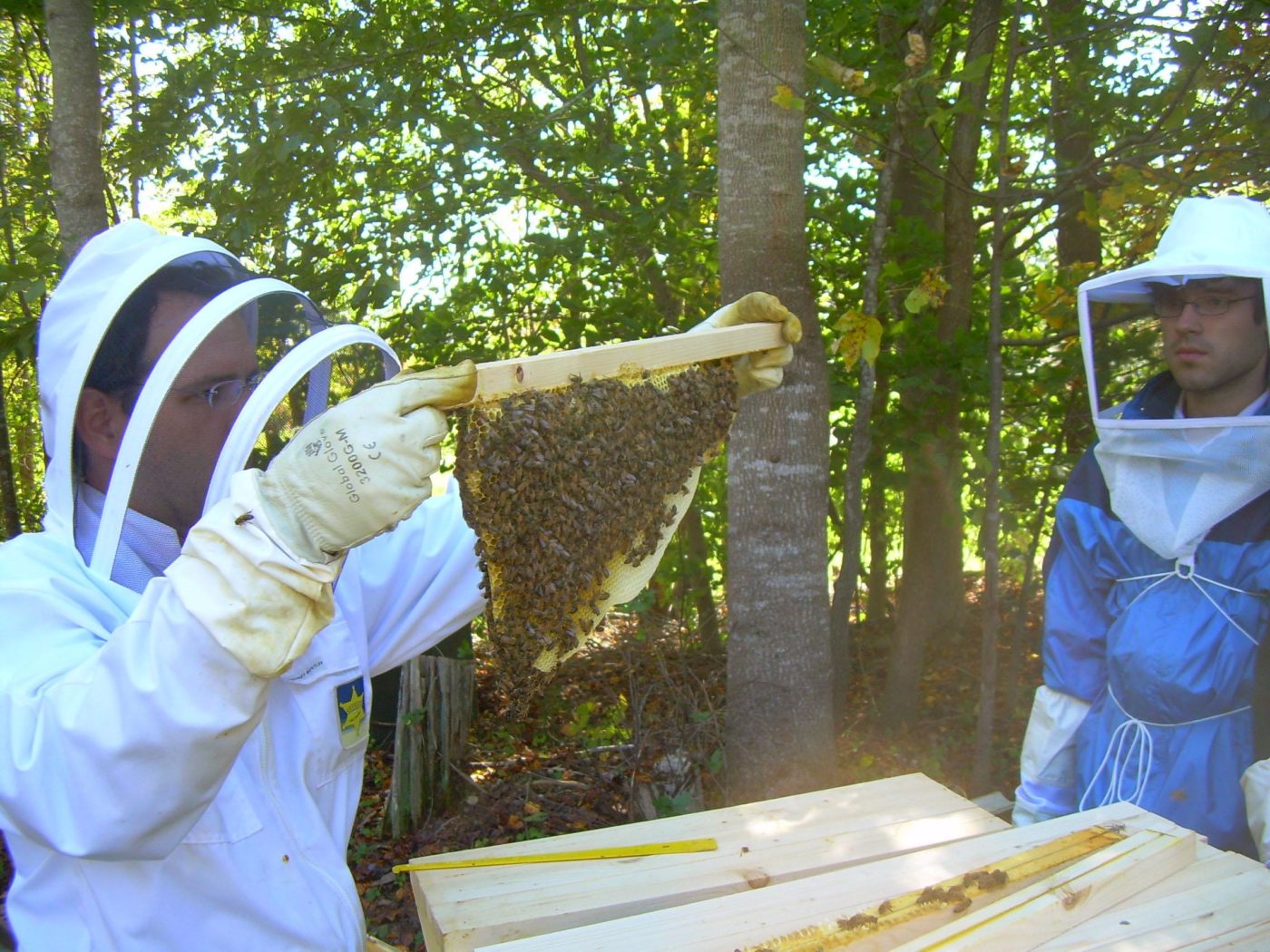 Albemarle abuzz in rezoning for urban beekeepers