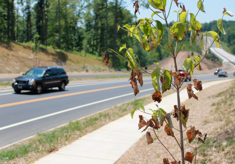 Timing important for health of trees planted along new roads, building ...